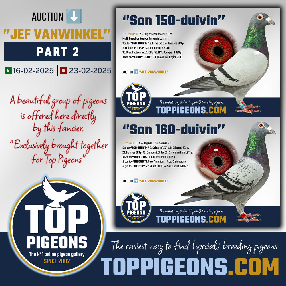 Top Pigeons - The no. 1 online pigeon gallery