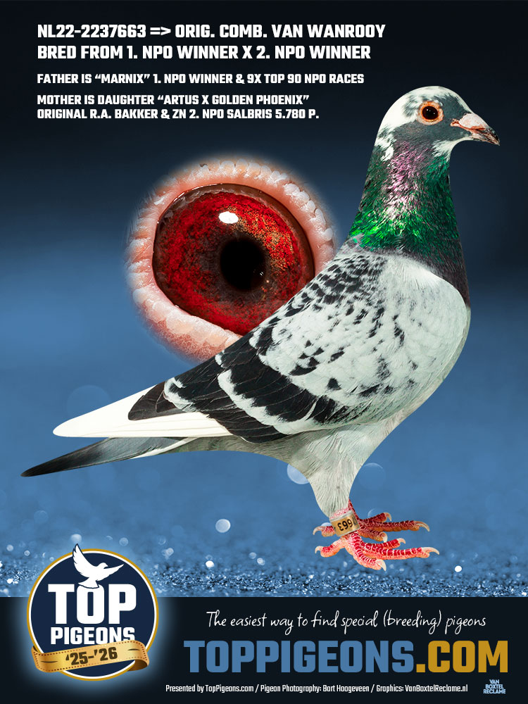 Top Pigeons - The no. 1 online pigeon gallery
