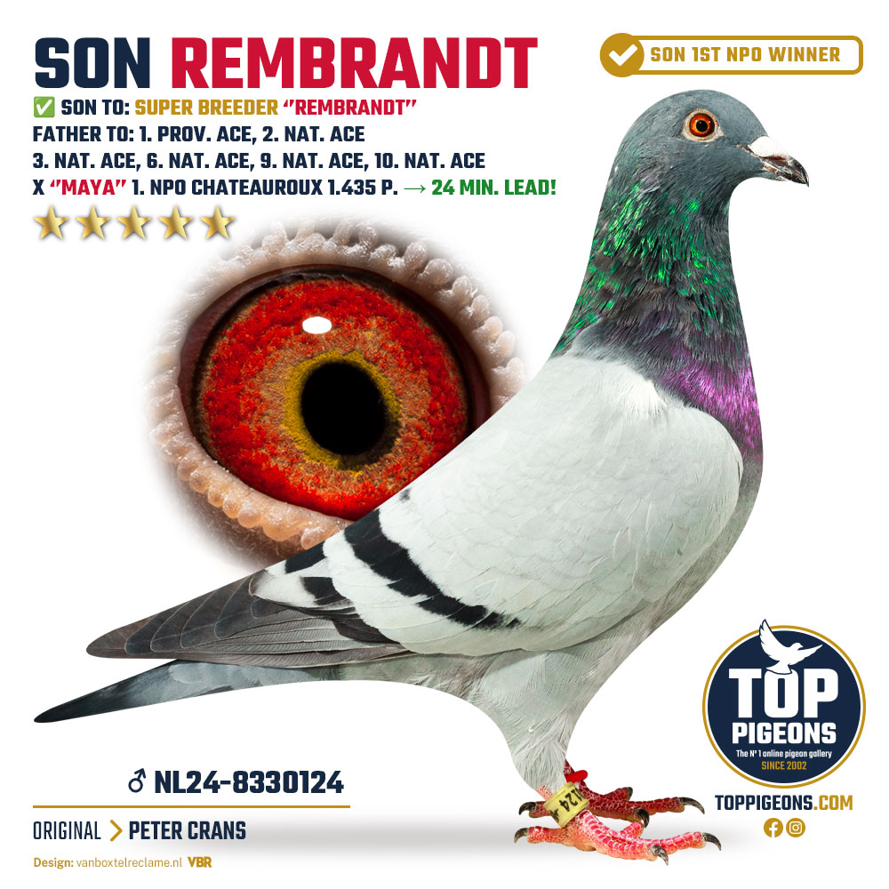 Top Pigeons - The no. 1 online pigeon gallery