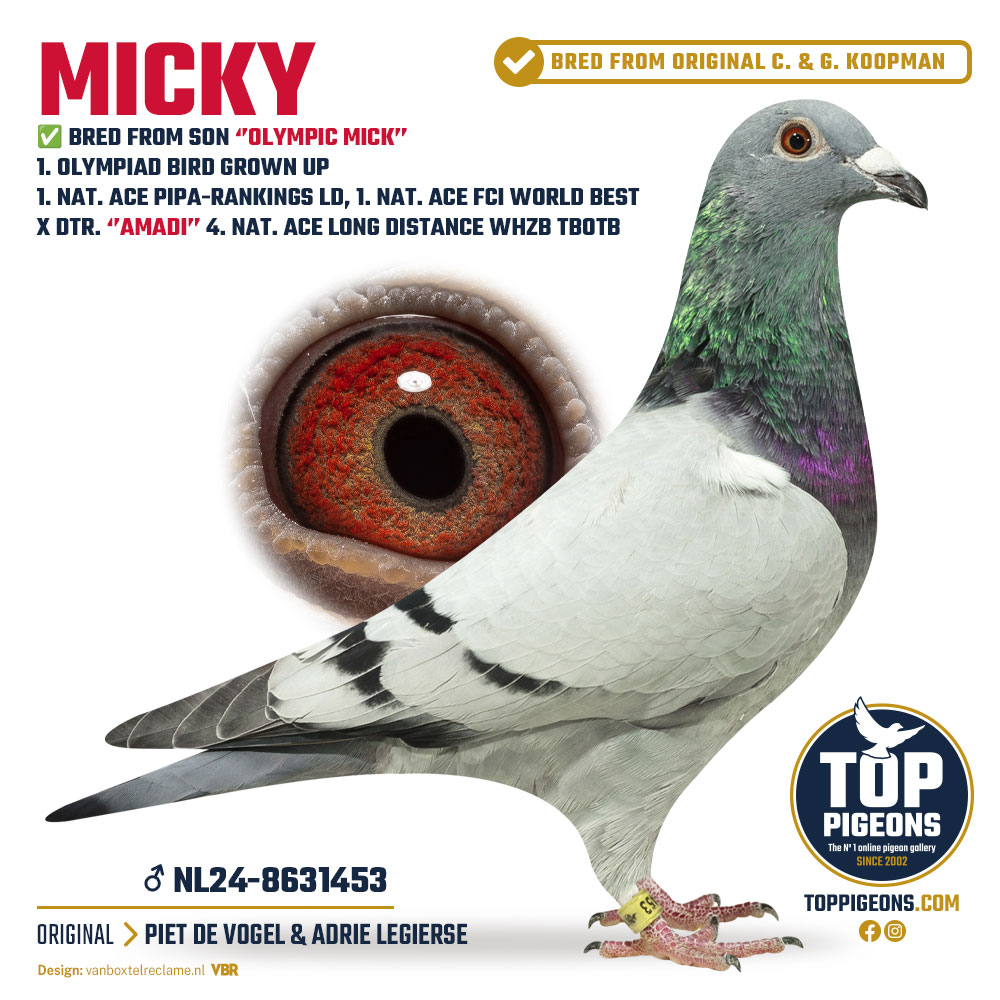 Top Pigeons - The no. 1 online pigeon gallery