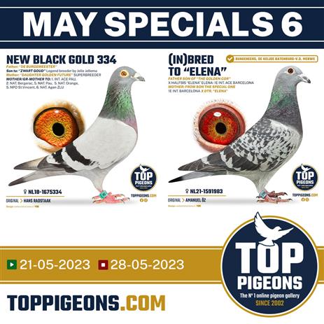 Top Pigeons - The no. 1 online pigeon gallery