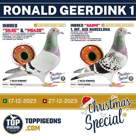 Top Pigeons - The no. 1 online pigeon gallery