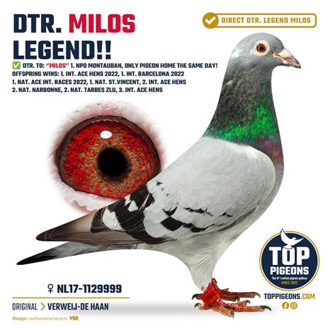 Top Pigeons - The no. 1 online pigeon gallery