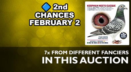 Top Pigeons - The no. 1 online pigeon gallery